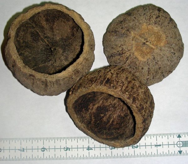 Blue Whale Arts | Blue Whale Arts