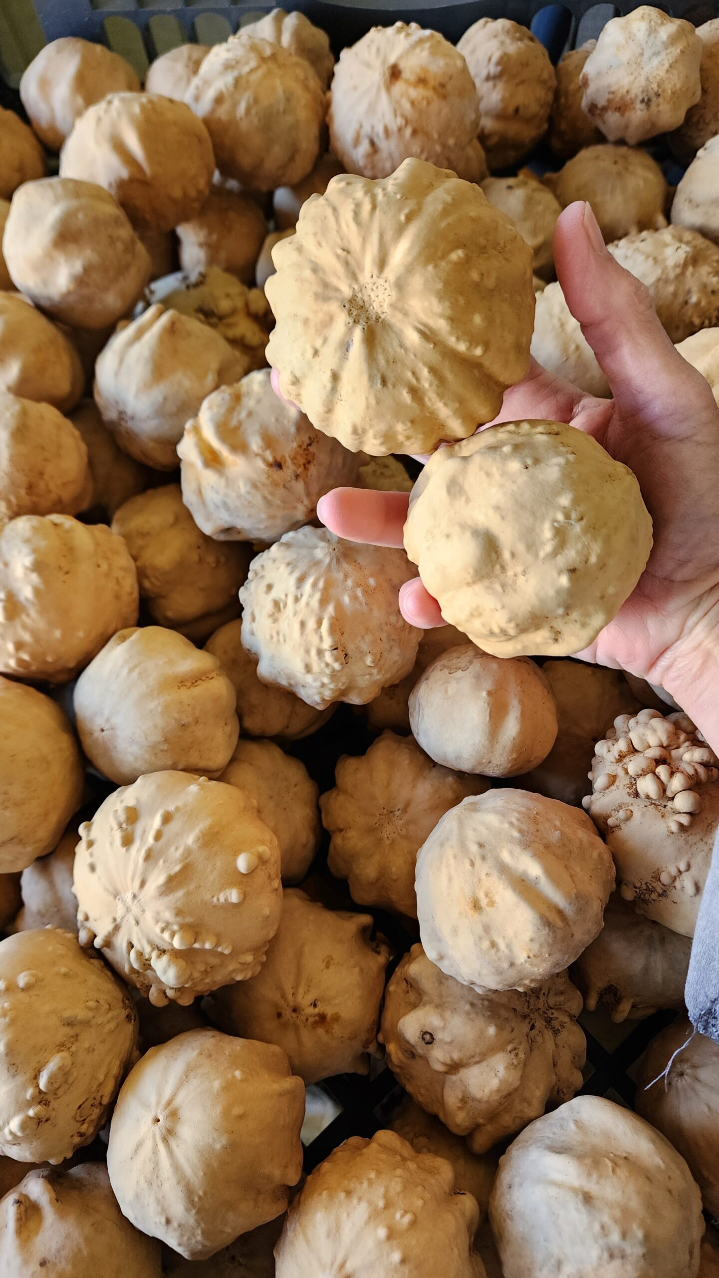 Blue Whale Arts | Blue Whale Arts