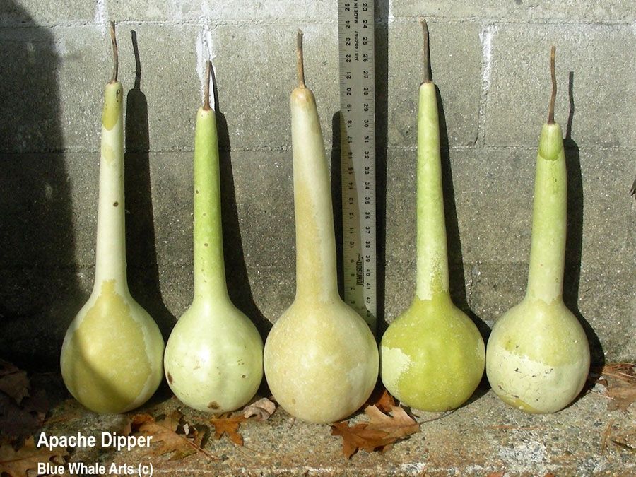 Blue Whale Arts | Blue Whale Arts