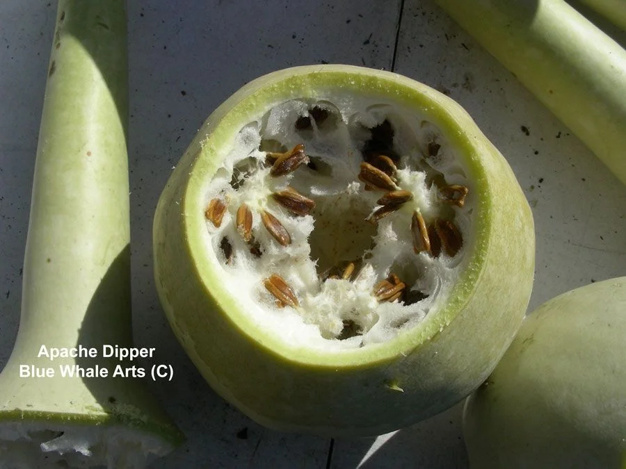 Blue Whale Arts | Blue Whale Arts