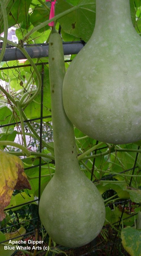 Blue Whale Arts | Blue Whale Arts