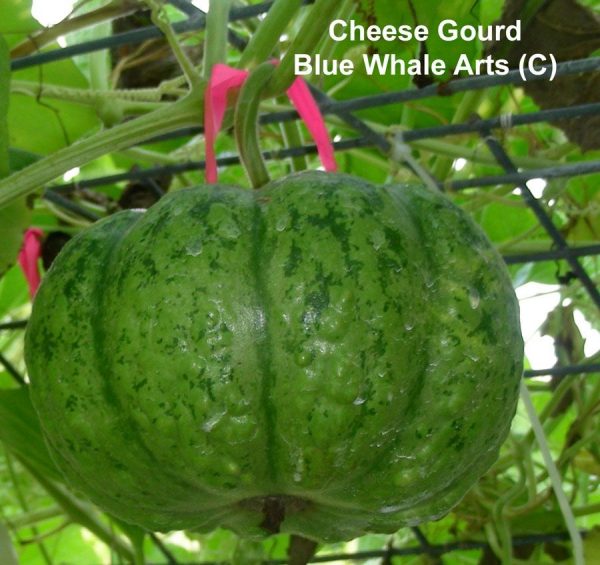 Blue Whale Arts | Blue Whale Arts