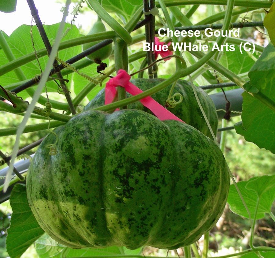 Blue Whale Arts | Blue Whale Arts