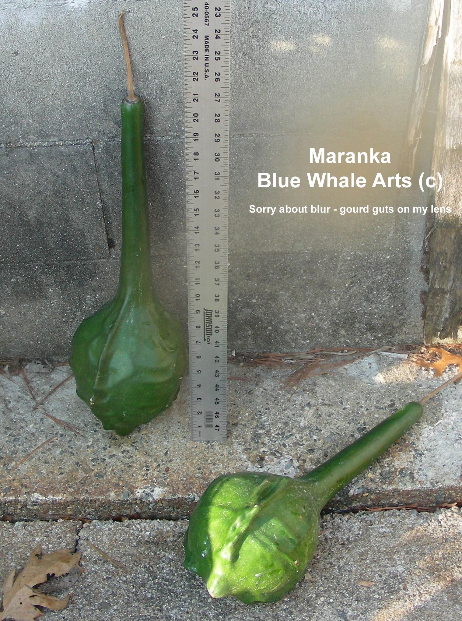 Blue Whale Arts | Blue Whale Arts