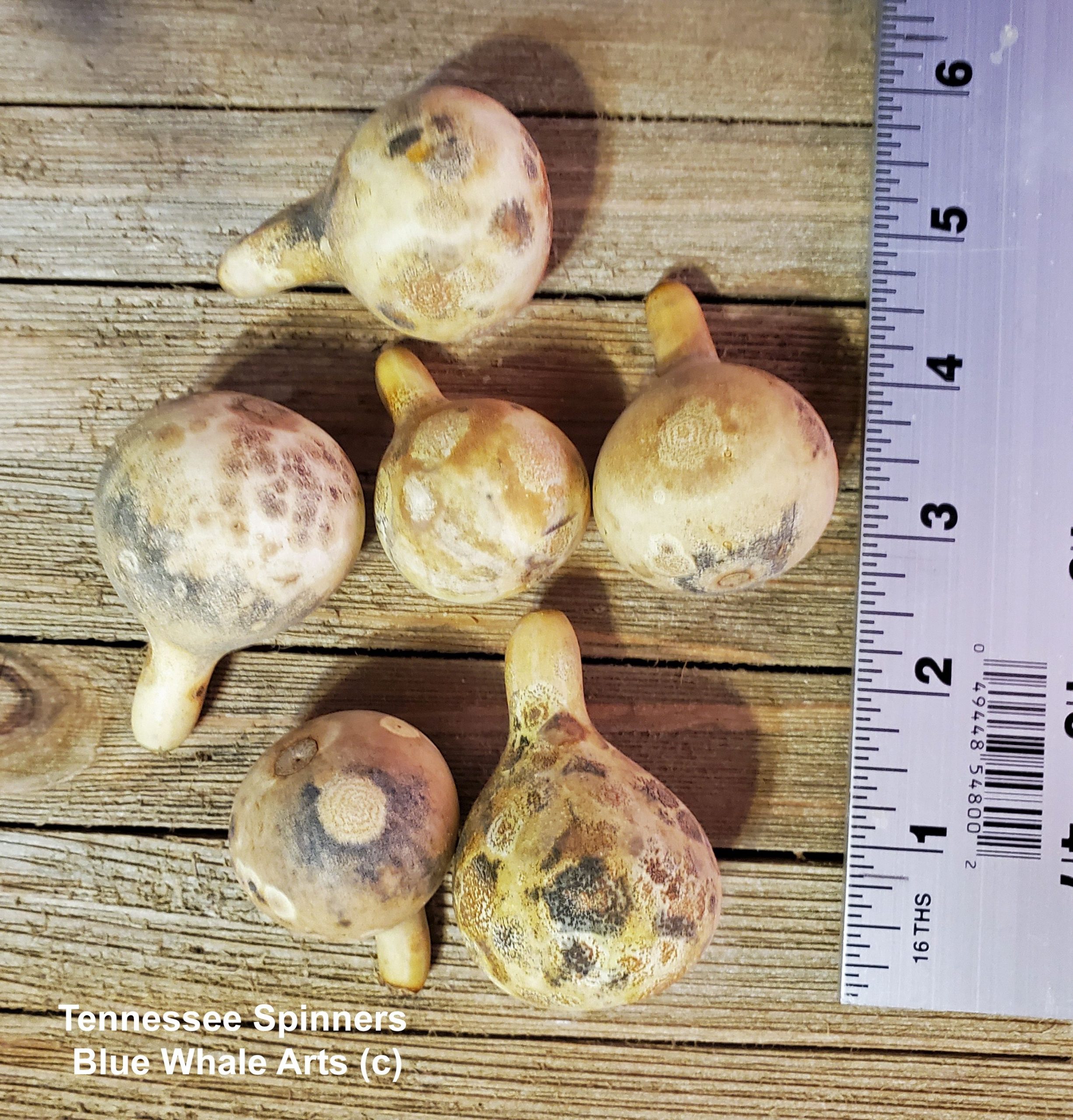 Blue Whale Arts | Blue Whale Arts