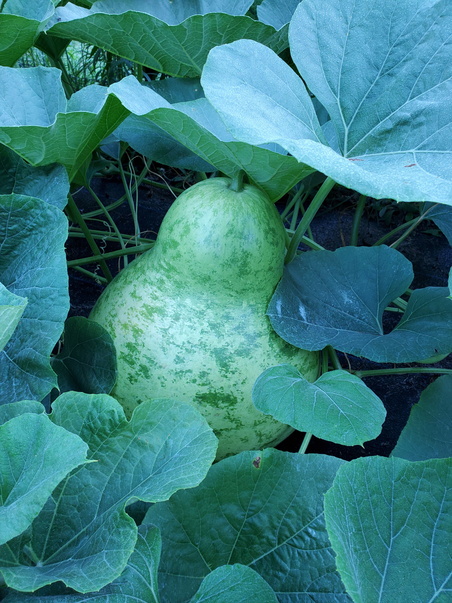 Blue Whale Arts | Blue Whale Arts