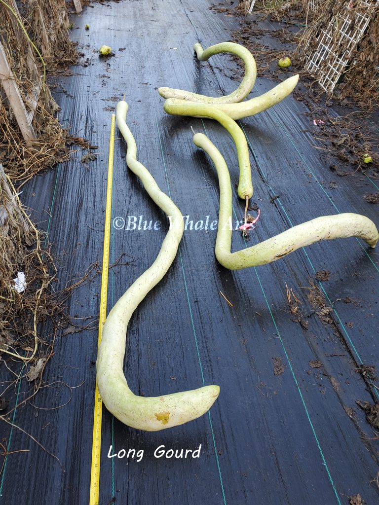 Blue Whale Arts | Blue Whale Arts